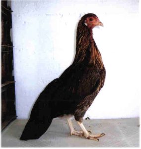 Black Breasted Red Cubalaya Bantams | Cackle Hatchery®