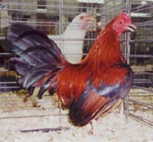 Black Breasted Red Old English Bantams | Cackle Hatchery®