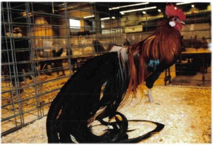 Black Breasted Red Phoenix Chicks for Sale | Cackle Hatchery®