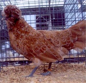 Buff Laced Polish Chicken - Chicks for Sale | Cackle Hatchery®