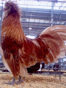 Buff Laced Polish Chicken - Chicks for Sale | Cackle Hatchery®