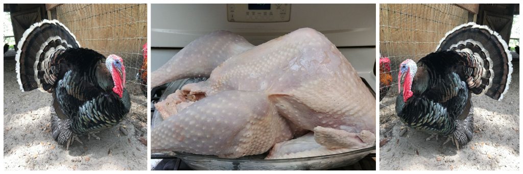 Heritage (Standard) Bronze Turkey Poults | Cackle Hatchery®