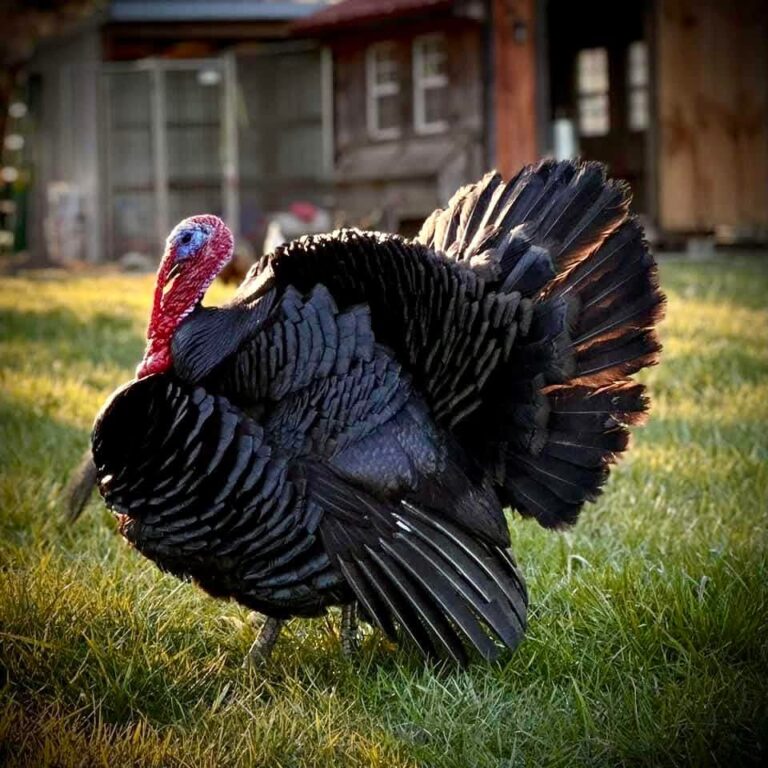 Black Spanish Turkey Poults for Sale | Cackle Hatchery®