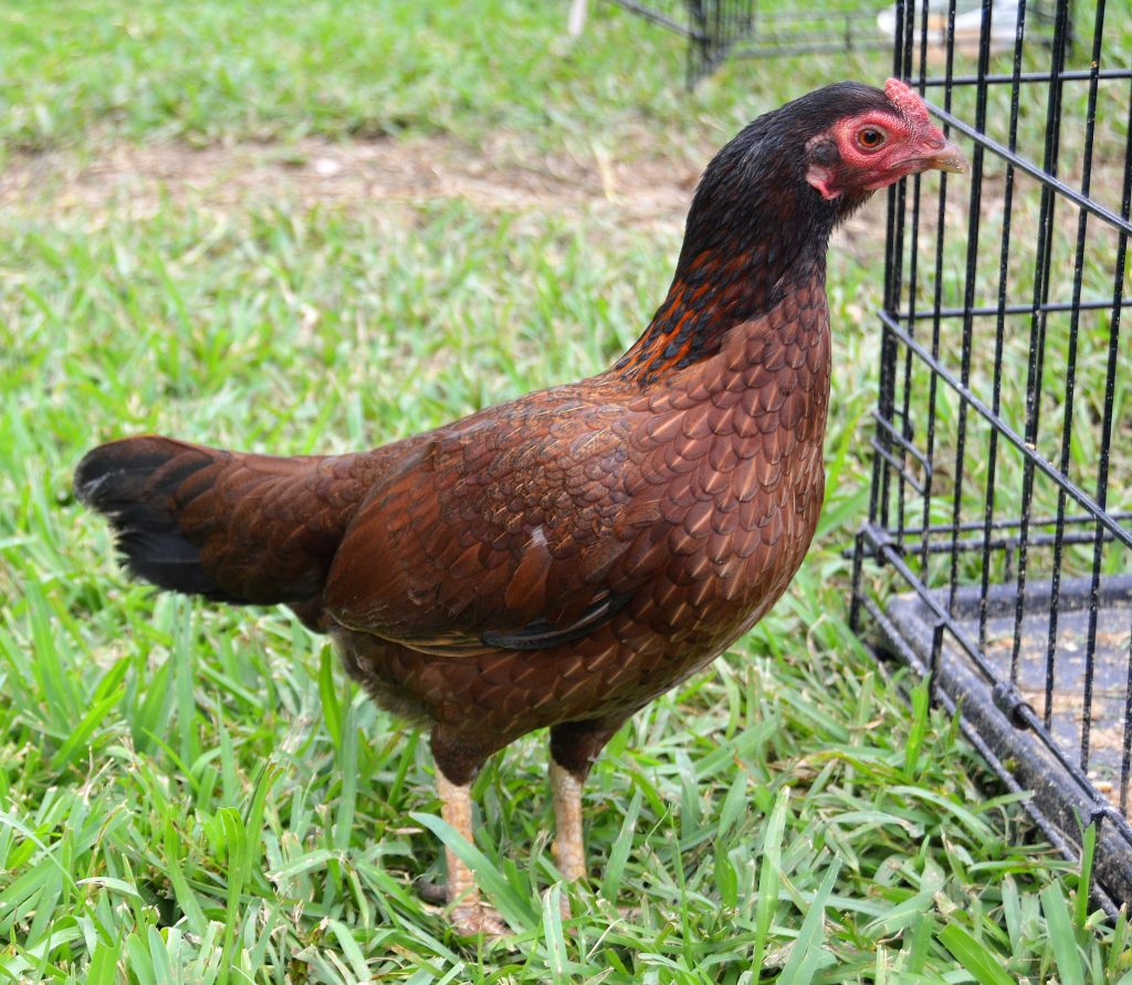 Black Breasted Red Aseel (Asil) Chickens | Cackle Hatchery®