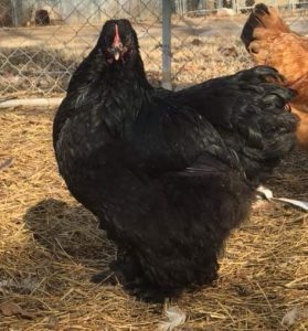 Black Cochins - Standard Cochin Baby Chicks | Cackle Hatchery®