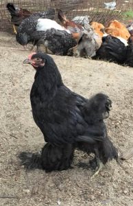 Black Cochins - Standard Cochin Baby Chicks | Cackle Hatchery®