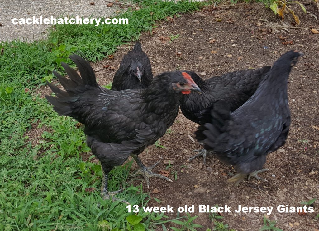 Black Jersey Giant Chickens - Baby Chicks for Sale | Cackle Hatchery®