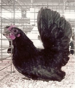 Black Japanese Bantam Chickens for Sale | Cackle Hatchery®