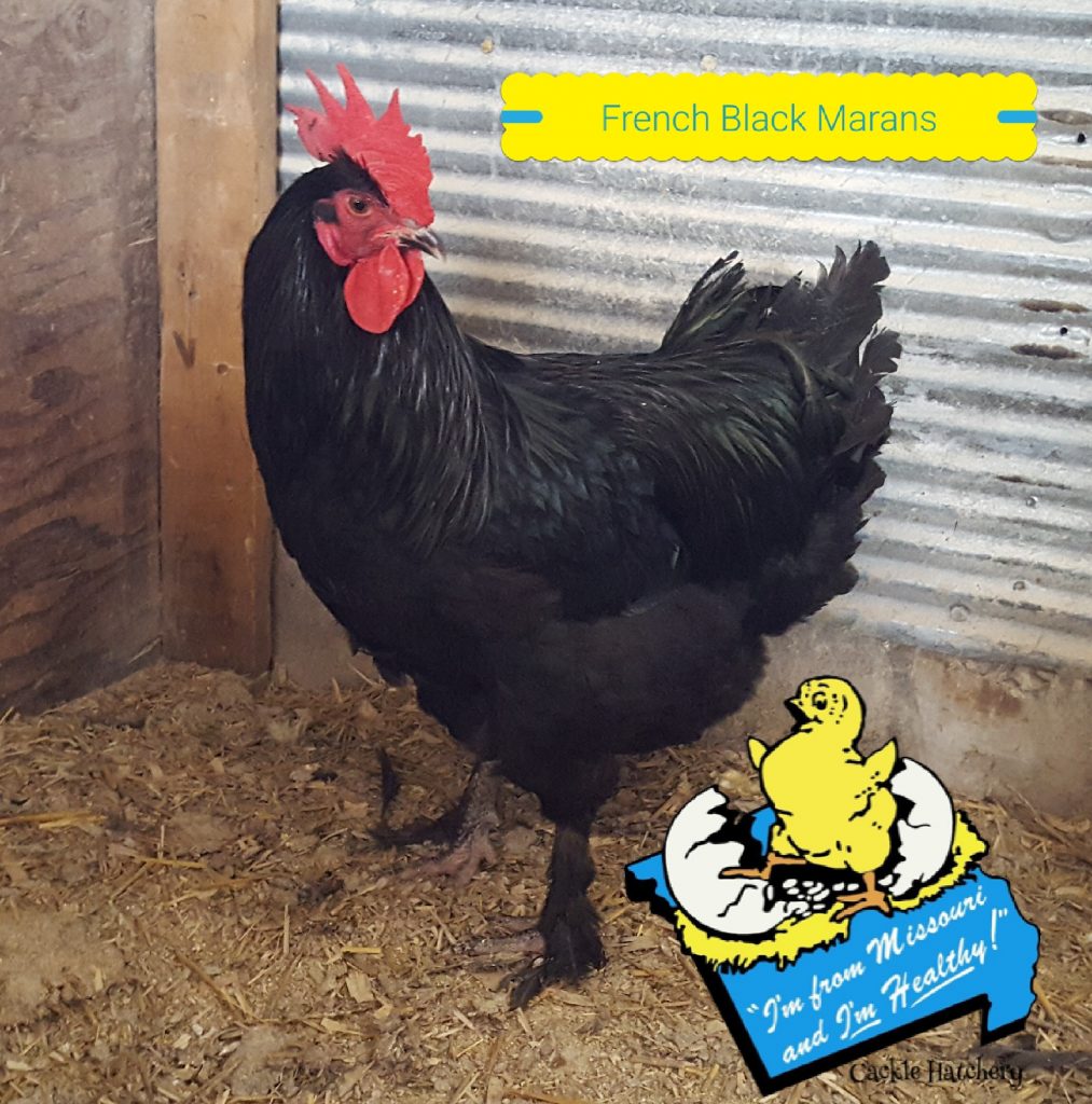 French Black Marans - Dark Brown Egg Layer | Cackle Hatchery®