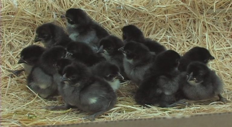 Black Rosecomb Bantam Chickens for Sale | Cackle Hatchery®
