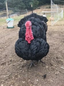 Black Spanish Turkey Poults for Sale | Cackle Hatchery®