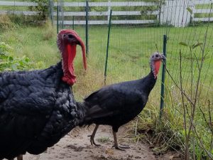 Black Spanish Turkey Poults for Sale | Cackle Hatchery®