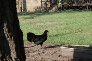 Black Sumatra Chicken: Baby Chicks for Sale | Cackle Hatchery®
