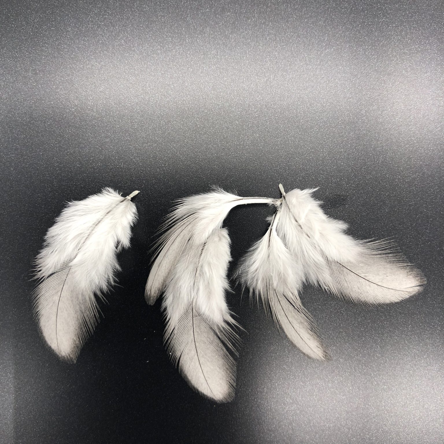 Blue Old English Bantam - Bantam Chicks | Cackle Hatchery®