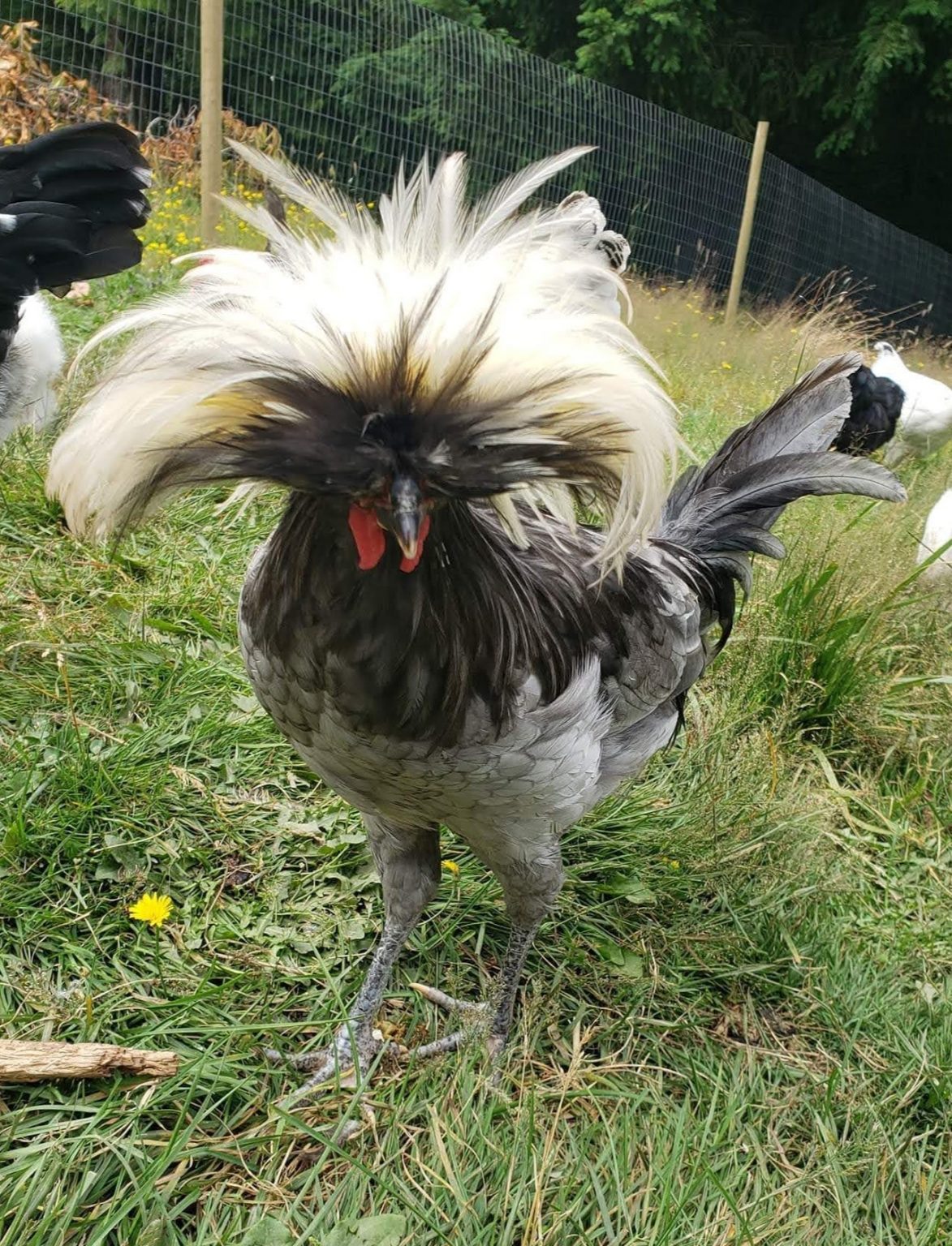 White Crested Blue Polish Chicken for Sale - White Egg Layers | Cackle ...