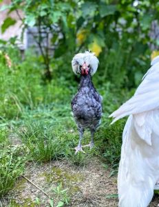 White Crested Blue Polish Chicken for Sale - White Egg Layers | Cackle ...