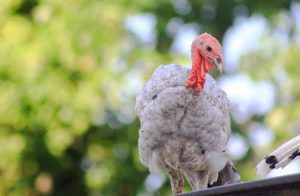 Blue Slate Turkey - Turkey Poults for Sale | Cackle Hatchery®