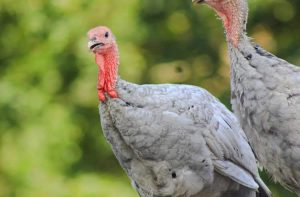 Blue Slate Turkey - Turkey Poults for Sale | Cackle Hatchery®