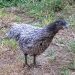 Blue Sumatra Chicken : Baby Chicks for Sale | Cackle Hatchery®