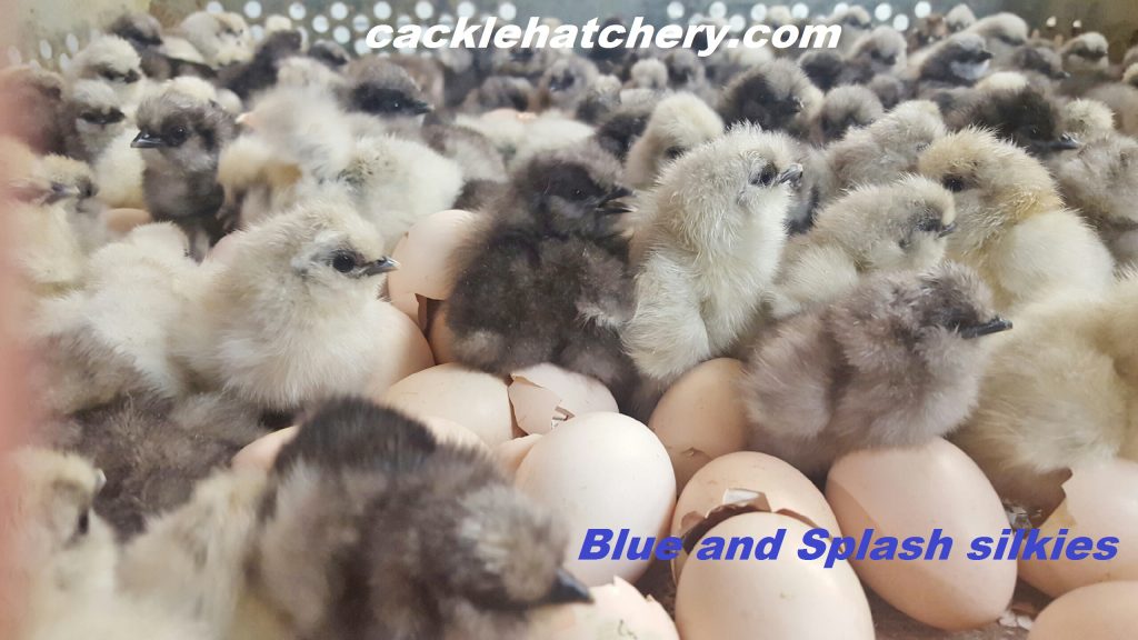 Splash Silkie Bantams - Baby Chicks for Sale | Cackle Hatchery®