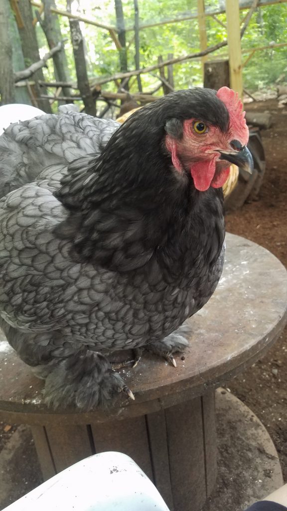 Blue Cochin Standard Baby Chicks for Sale | Cackle Hatchery®