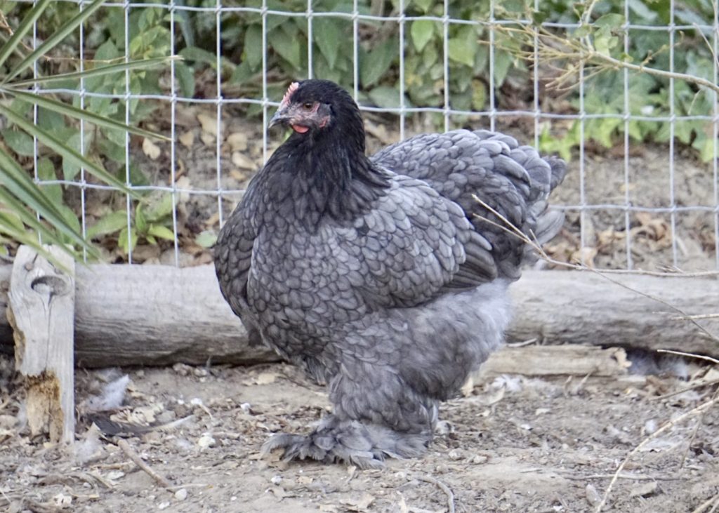 Blue Cochin Standard Baby Chicks for Sale | Cackle Hatchery®