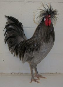 White Crested Blue Polish Chicken for Sale - White Egg Layers | Cackle ...