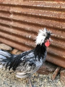 White Crested Blue Polish Chicken for Sale - White Egg Layers | Cackle ...