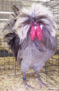 White Crested Blue Polish Chicken for Sale - White Egg Layers | Cackle ...