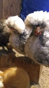 White Crested Blue Polish Chicken for Sale - White Egg Layers | Cackle ...