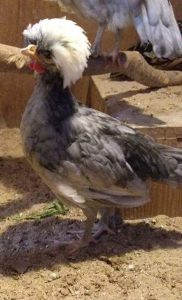 White Crested Blue Polish Chicken for Sale - White Egg Layers | Cackle ...