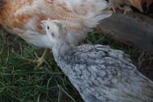 Blue Slate Turkey - Turkey Poults for Sale | Cackle Hatchery®