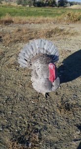 Blue Slate Turkey - Turkey Poults for Sale | Cackle Hatchery®