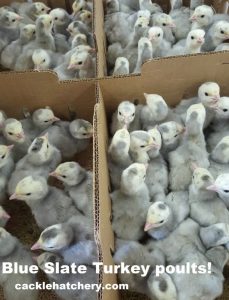 Blue Slate Turkey - Turkey Poults for Sale | Cackle Hatchery®