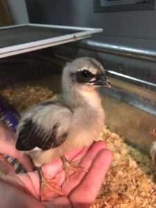 Blue Sumatra Chicken : Baby Chicks for Sale | Cackle Hatchery®