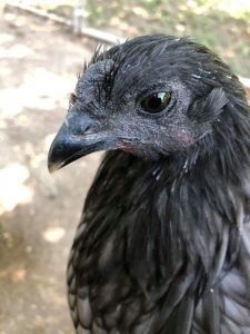 Blue Sumatra Chicken : Baby Chicks for Sale | Cackle Hatchery®