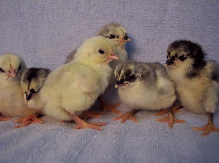 Blue Sumatra Chicken : Baby Chicks for Sale | Cackle Hatchery®