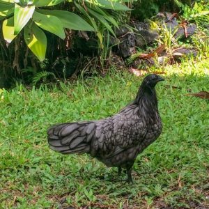 Blue Sumatra Chicken : Baby Chicks for Sale | Cackle Hatchery®