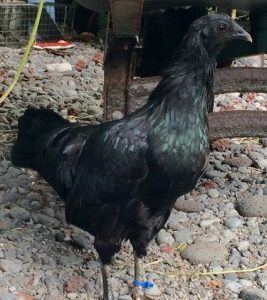 Blue Sumatra Chicken : Baby Chicks for Sale | Cackle Hatchery®