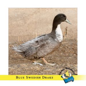 Blue Swedish Ducks : Ducklings for Sale | Cackle Hatchery®