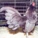Blue Old English Bantam - Bantam Chicks | Cackle Hatchery®