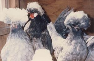 White Crested Blue Polish Chicken for Sale - White Egg Layers | Cackle ...