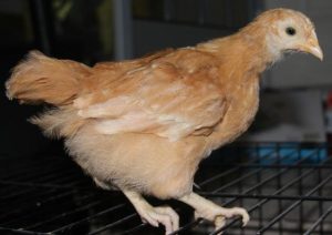 Buff Orpington Baby Chicks For Sale - Poultry For Sale | Cackle Hatchery®
