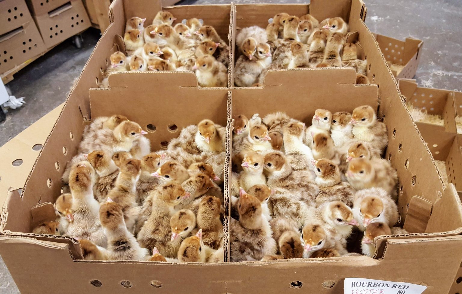 Bourbon Red Turkey - Heritage Turkey Poults | Cackle Hatchery®