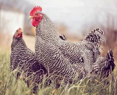 Barred Rock Chickens For Sale | Cackle Hatchery®