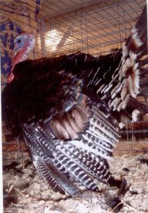 Broad Breasted Bronze Turkey Poults | Cackle Hatchery®