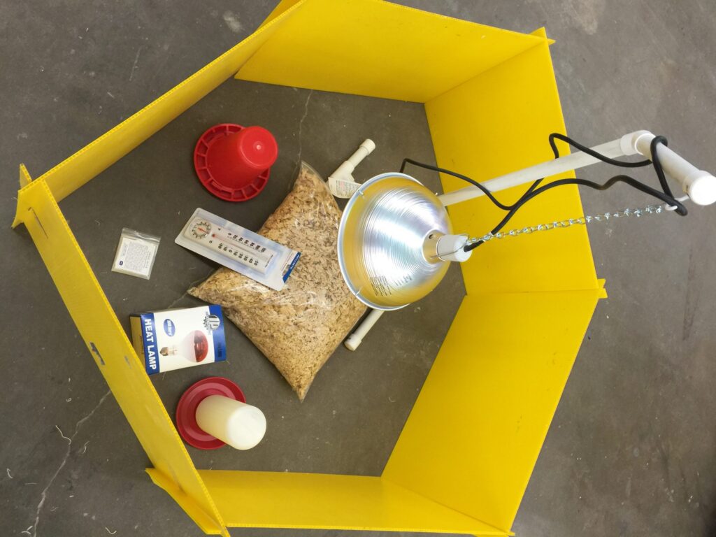 The Premium Brooder Starter Package | Cackle Hatchery®