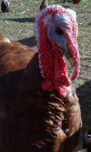 Bourbon Red Turkey - Heritage Turkey Poults | Cackle Hatchery®