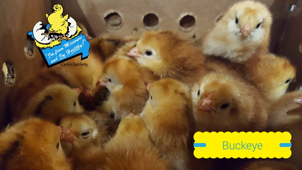 Buckeye Chickens - Baby Chicks for Sale | Cackle Hatchery®