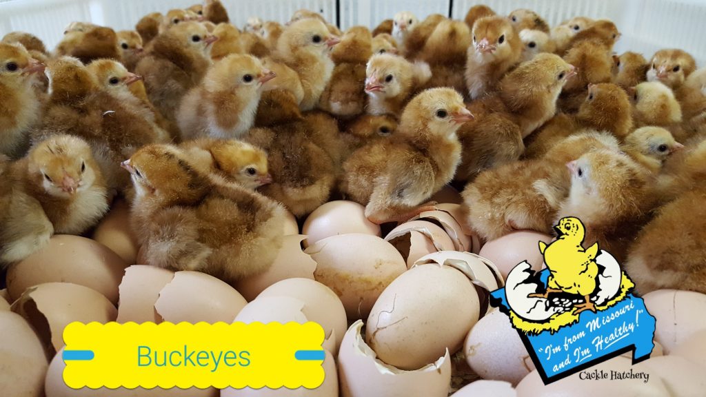 Buckeye Chickens - Baby Chicks for Sale | Cackle Hatchery®